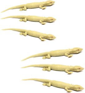 imtion ® ( Chipkali 6 Pcs Real Looking ) Toys Fake Lizard House Gecko ...