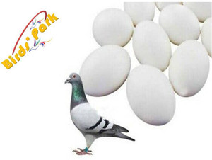 Birds' Park Pigeon Dummy Eggs Bird House Price in India - Buy Birds ...