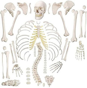 avishkar Imported Human Skeleton Model XC-130 DISARTICULATED Bone Set ...