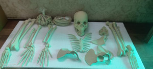 avishkar Bilateral Disarticulated Human Skeleton Bone Set Model for ...