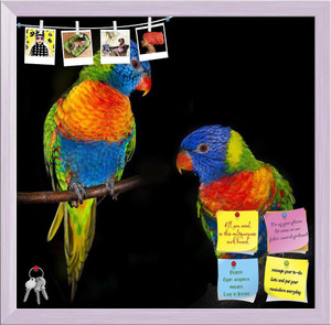 Artzfolio Rainbow Lorikeet Parrots Notice Pin Board White Frame 24 ...