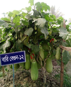 brinjelseed Maa anandaya moi nursury Free Standing Cat Tree Price in ...