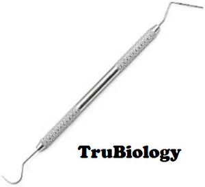 TRU BIOLOGY Dental Probe Double Ended Dental Elevator Price in India ...