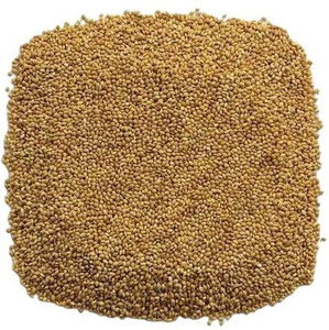 Veganic Foxtail Millet For Birds | Kangni Seed Bird Food Millet Seeds ...