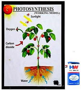 MELODY's Photosynthesis Biology Working Science Project-model ...