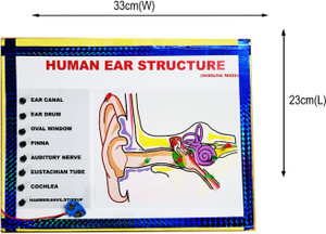 ONTEX ELECTRONICS Ear Structure Biology Working Model Educational ...