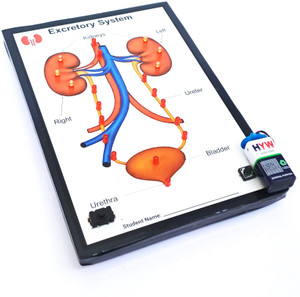 SR ROBOTICS The Excretory System School project Working model LED ...
