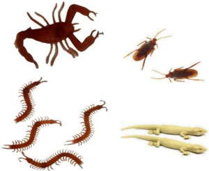 niveeka (1 Pcs Lizard , Centipede Kankhajura ,1 Bicchu Scorpion, 1 Pcs ...