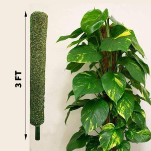 Raahinya Moss Stick For Growing And Healthy Money Plant Plant Support ...