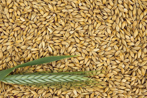 FreshTrain Organic Raw Barley Seeds | Jau Beej | Barley Grain | Rich ...