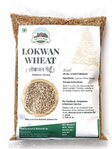 Organicpure Premium Quality MP Lokwan Whole Wheat Price in India - Buy ...