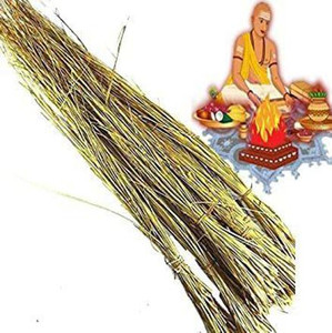 Awadh Kusha Kush Grass Bundles for Pooja and Purification Aid (Pack of ...