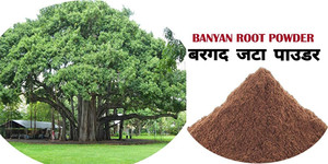 SS520 Banyan root Powder (bargad jata powder) 200g Price in India - Buy ...
