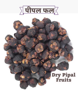 SS520 Dried Pipal Phal 100g. Peepal Fal Pipal Tree Fruits Ficus ...