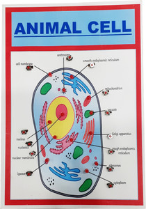 MELODY's Animal Cell Size A4 Biology Working Science Model with ...