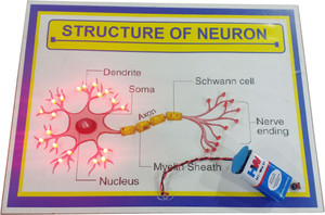 MELODY's Structure of Neuron Biology Working Project Running Light ...