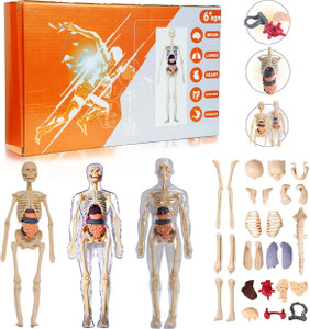 Homzify 3D Human Body Structure Model Toys for Kids 6+ Price in India ...