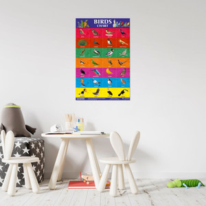 Birds Picture Chart for Kids learning (11.5 x 17.5 inches) Birds Name ...