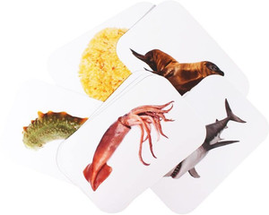 THE SCULPTED BRAIN Sea Creatures Flash Cards Flash Cards for Kids Early ...