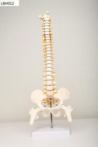 Labgo Spinal Column Model Half Size PVC | Anatomy Model Price in India ...