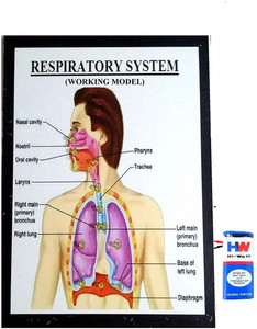 Eidearobotics Respiratory System Working Model project Electronic ...
