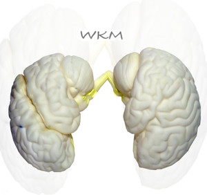 wkm 3D Human Brain Model Structure Life Size Anatomy Removable in 3 ...