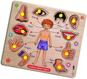 Shreevi Wooden Human Body Parts Puzzle Board with Knobs, Educational ...
