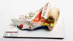 LabHouse Human Ear Model For Labs, Educational Model, Scientific ...
