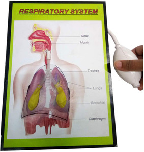 MELODY's Respiratory System with LED Light Biology Working Project ...