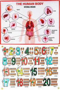 moreyaji Human Internal Organs and 1to20 Counting Learning Educational ...