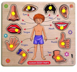 PopPlop Wooden Human Body Parts Puzzle Games and Learning Educational ...