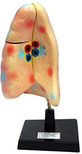 Pasco Anatomical Lung Model For Labs And Scientific Uses Multipurpose ...