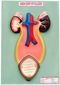 Pasco Kidney and Bladder Anatomical Organ Model on Base Model Building ...