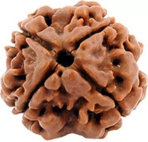 Fine Creation Unique & Effective Four Mukhi Rudraksha 4 Faced Rudraksha ...