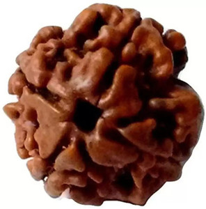 Fine Creation 4 Mukhi Rudraksha Four-Faced Rudraksha with detailed Puja ...