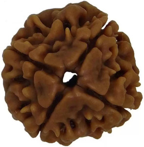 Fine Creation 4 Mukhi Rudraksha, Four Face Radraksha, 4 Face Radraksha ...