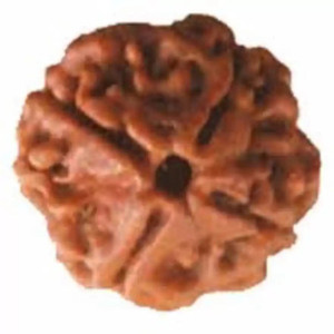 Fine Creation Unique & Effective Four Mukhi Rudraksha 4 Faced Rudraksha ...
