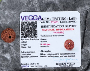 Vegga 9 mukhi rudraksha / 9 mukhi Wood Price in India - Buy Vegga 9 ...
