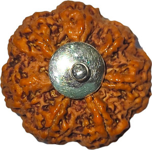 Shree Shankham 7 Mukhi Rudraksha Original Certified with Pure Silver ...