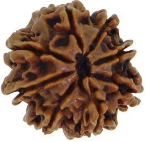 Rudraksham 8 Mukhi Rudraksha Wood Pendant Price in India - Buy ...