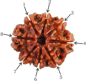 Beautum Attractive 8 Mukhi Rudraksha Original Eight faced rudraksha ...