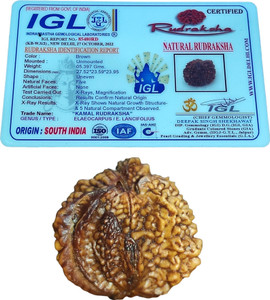 shreerudraksham Lotus Rudraksha Bead Original IGL Certified | by Shree ...