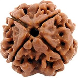 Rudraksham Rudraksham 4 Mukhi Rudraksha Original 4 Face Nepali ...