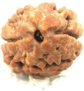 Beautum Original Two Face Rudraksha 2 Mukhi Rudraksha Nepali With Metal ...
