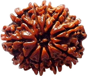 Ashoka Enterprises Original 10 Mukhi Rudraksh (Symbol of: Lord Vishnu ...