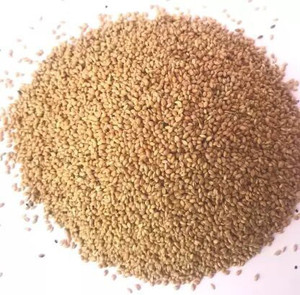 NatureForest Foxtail Millet Seeds Kagni Seeds for Birds and Parrots 1 ...