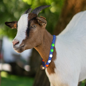 eze enterprises Goat/Sheep Halter Nylon Rope ,Leash,Goat Cord,Sheep ...