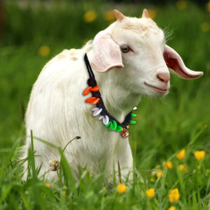 eze enterprises Goat/Sheep Halter Nylon Rope ,Leash,Goat Cord,Sheep ...