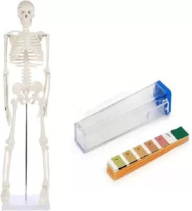 Plexus Mini Human Skeleton Model for Anatomy 12 inch Tall With Ph Paper ...
