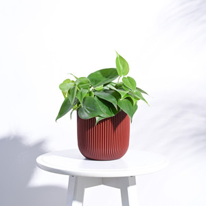 Ugaoo Zuri Merlot Red Ball Groove Small Planter for Home Decoration ...